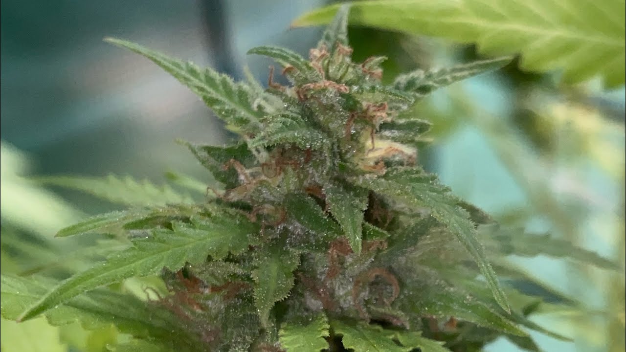 Sunshine Pine Autoflower/Weathered Islands - YouTube