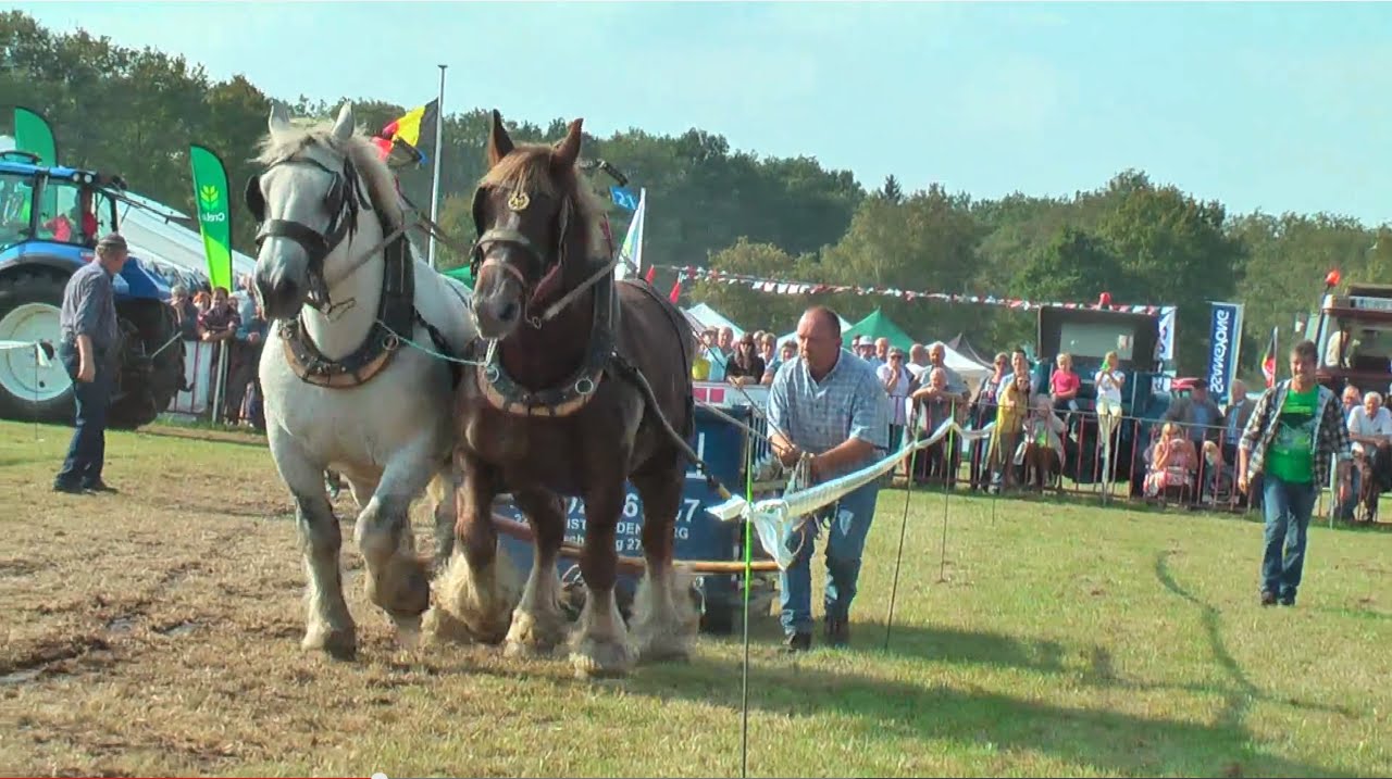 Strongest Draft Horses Contest - Wiekvorst 2014 - YouTube