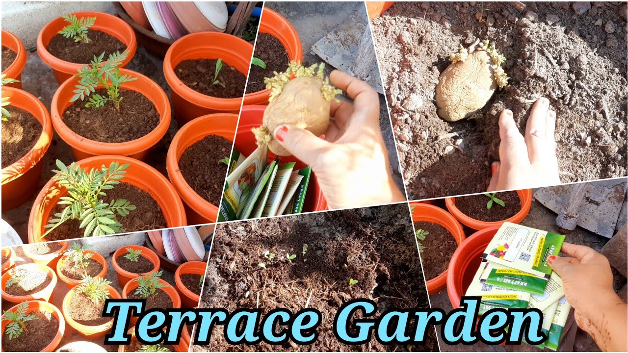 Growing Potatoes🥔|| Winter Flowers🌹 || Terrace Garden Ideas || My Happy ...