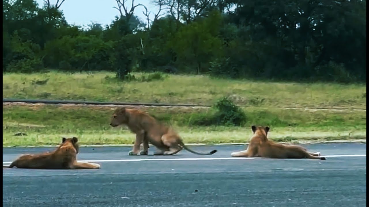 Ntsevu Lion Pride on Air Strip at Mala Mala | 9 March 2025 - YouTube