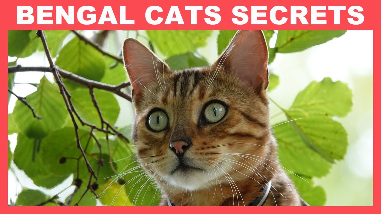 Bengal Cat Behavior 🐈 Explore The Captivating World Of Bengal Cats ...