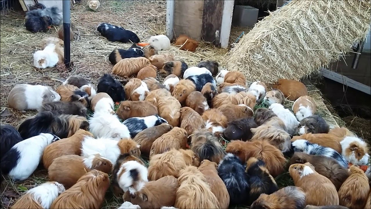 December pigs 2019 - YouTube