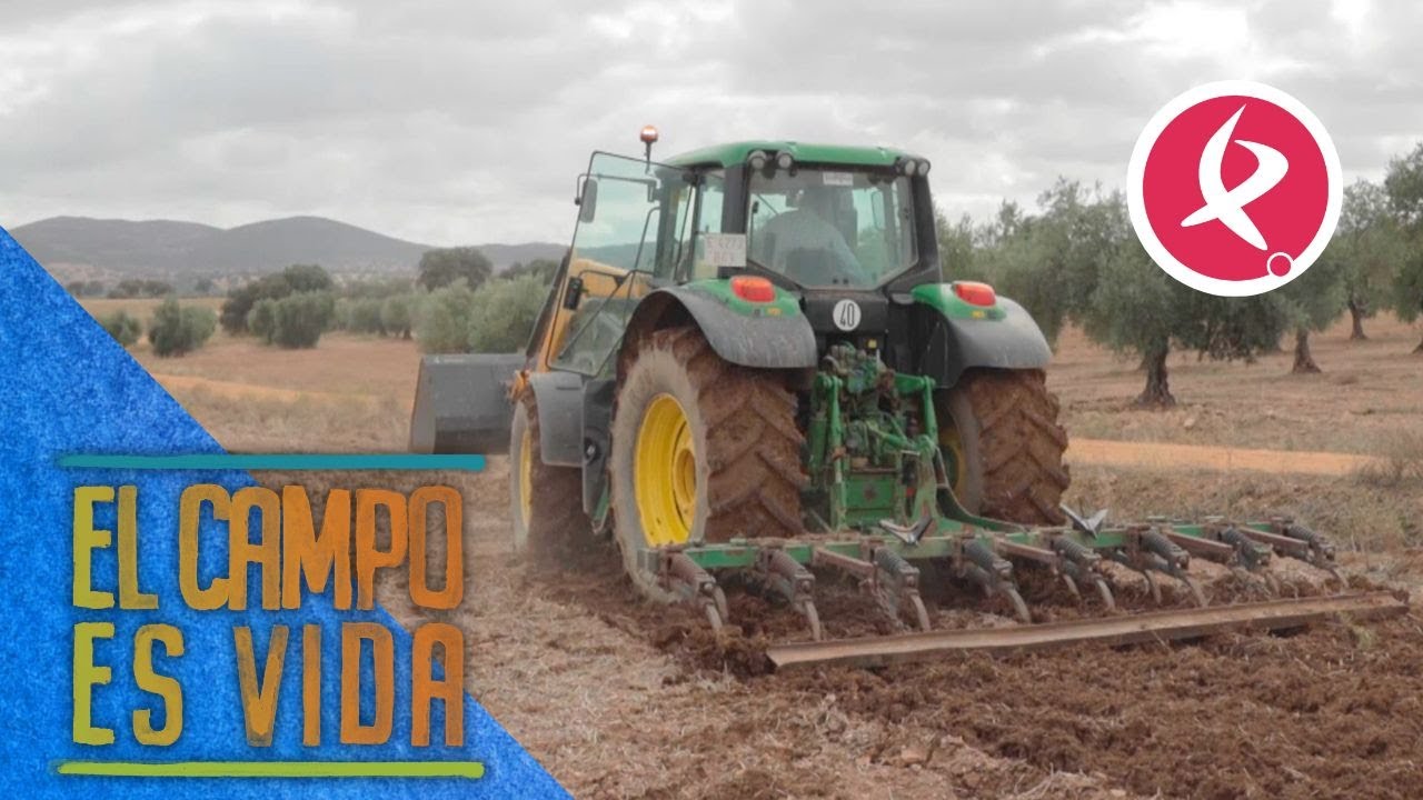 Lo que antes eran las mulas ahora son los caballos del tractor | El ...