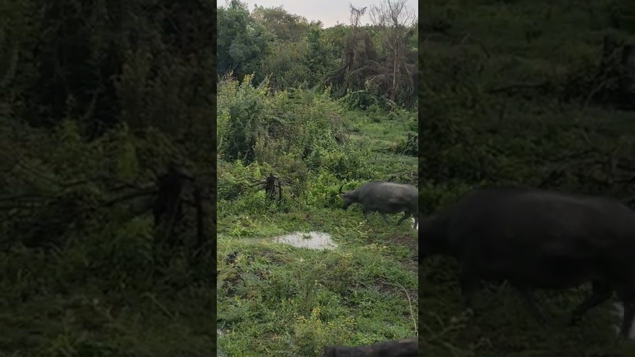 Buffalo grazing in flooded forest area, Best buffalo video 180 - YouTube