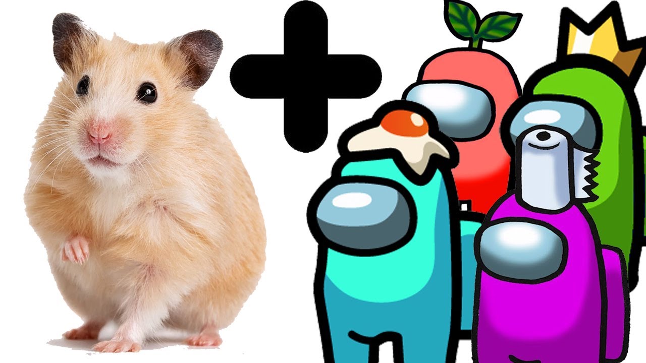 🐹Hamster + Among Us = ??? - YouTube