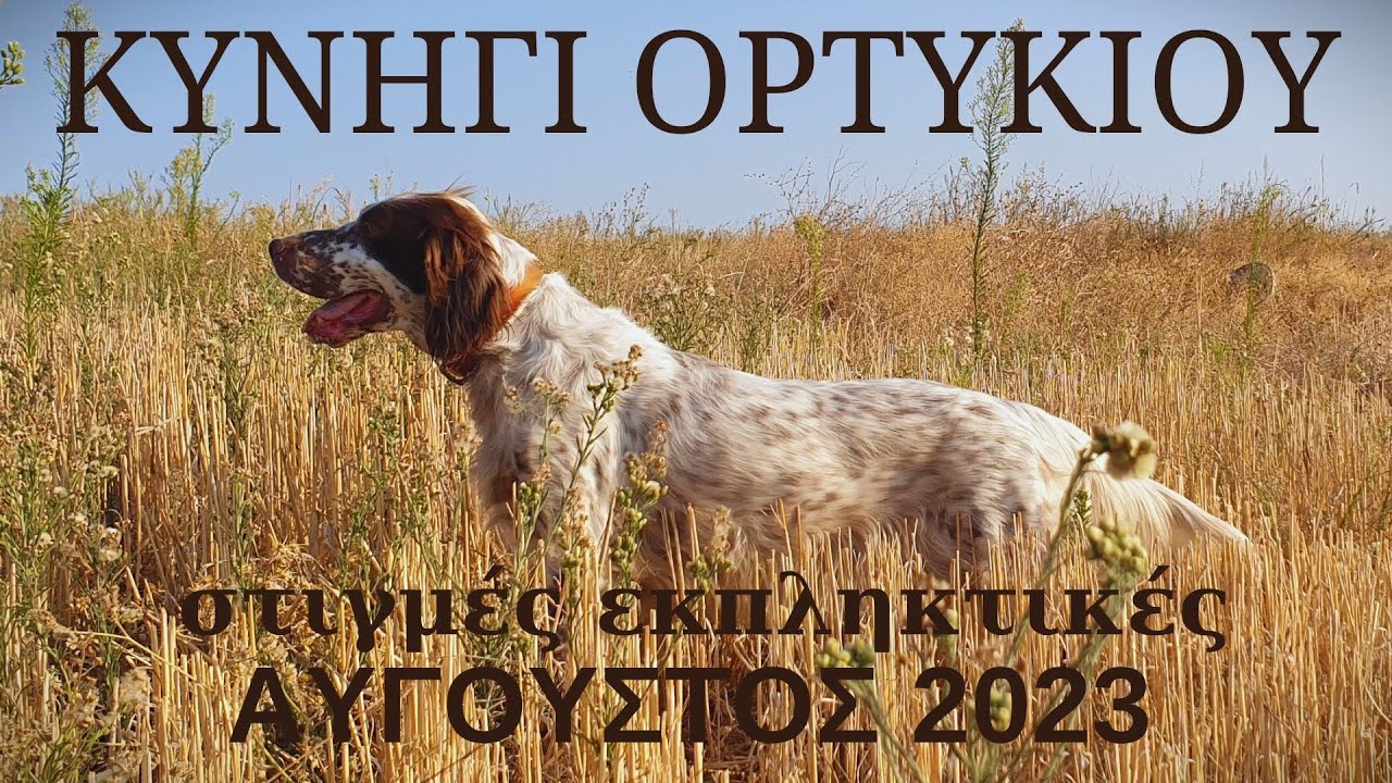 ΚΥΝΗΓΙ ΟΡΤΥΚΙΟΥ στιγμές εκπληκτικές-ΑΥΓΟΥΣΤΟΣ 2023 QUAIL HUNTING ...