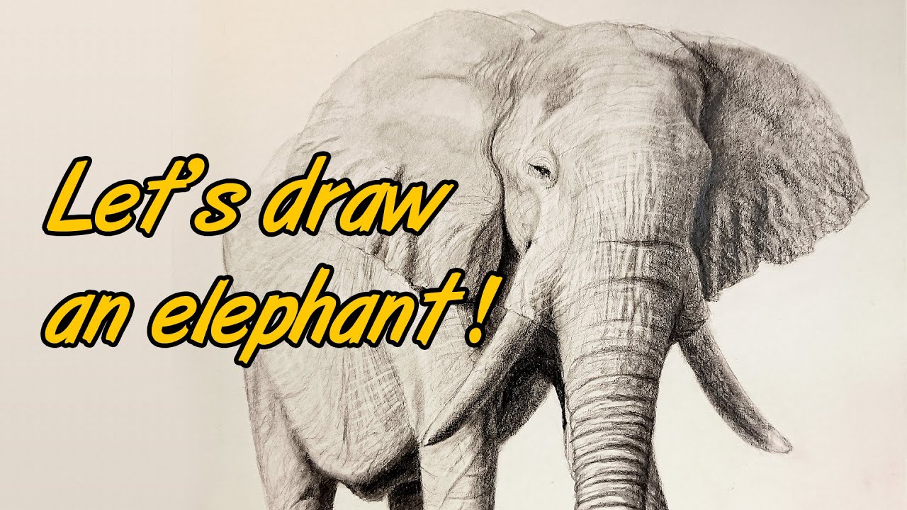 How to draw an elephant ! Graphite pencils timelapse - YouTube
