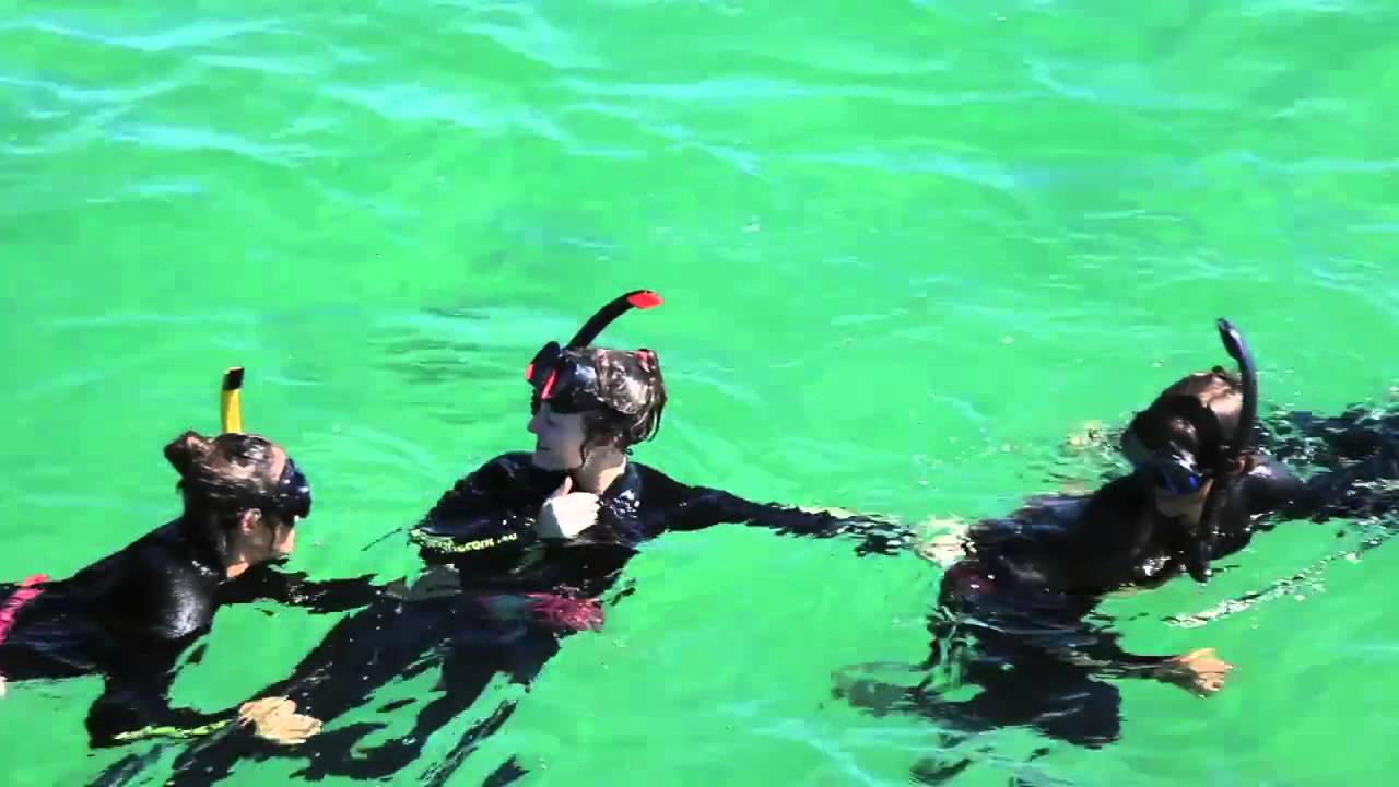 Swim with Wild Dolphins 2014 Rockingham Wild Encounters - YouTube