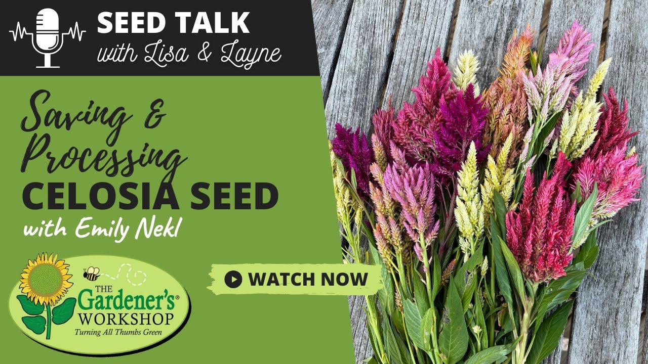 Seed Talk #117 - Saving & Processing Celosia Seed with Emily Nekl - YouTube