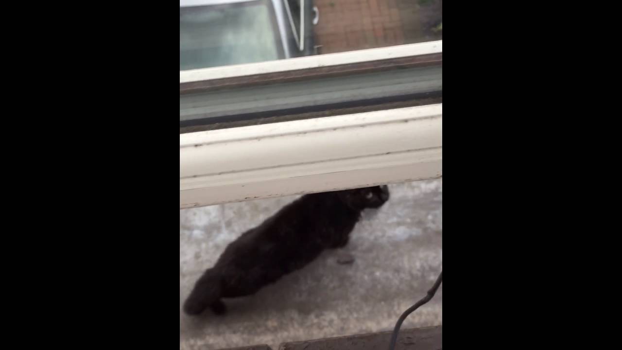 Stupid cat fell out the window - YouTube