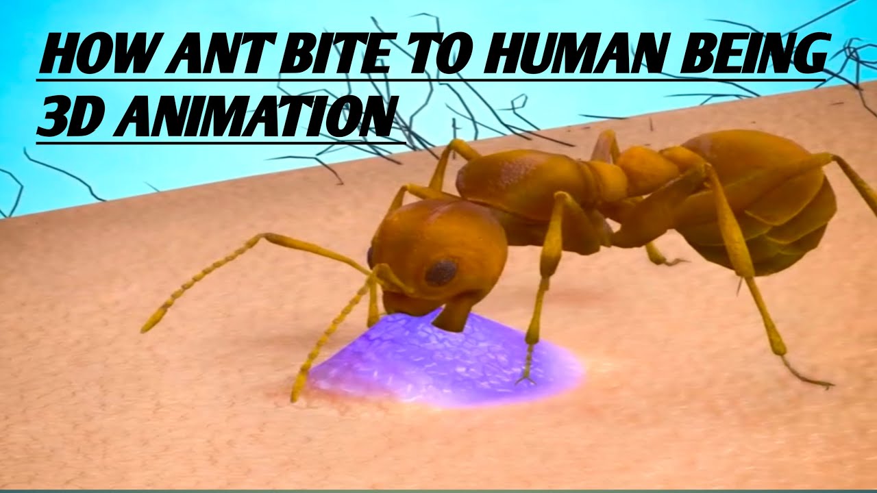 How An Ant bite To Human Being/ 3D Animation video #video #3danimation ...