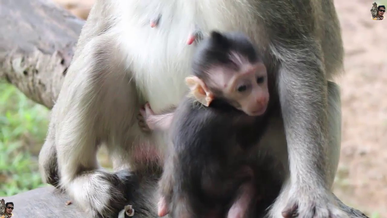 Monkey Catching Baby Full Day Daily Monkeys Man #481 - YouTube