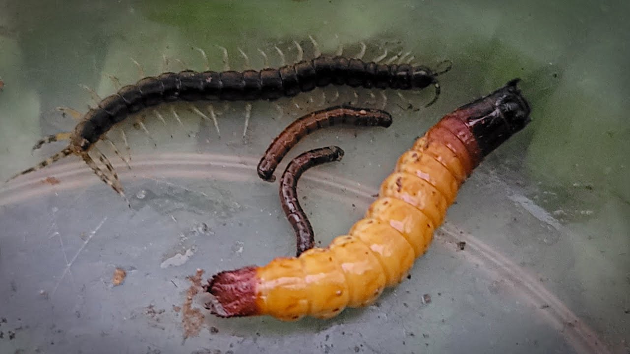 looking Insect Near Field Grass Meet Melyridea Lava, Millipede ...