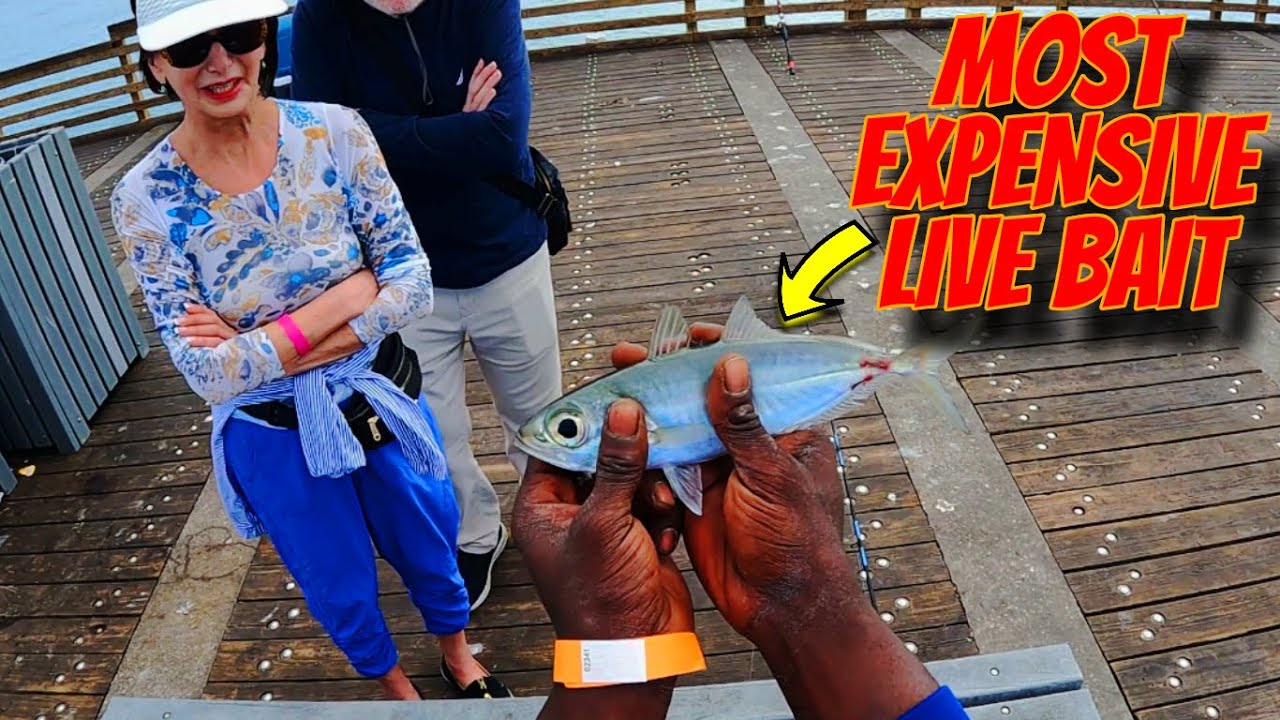 Catching the MOST EXPENSIVE Live Bait in the World - YouTube