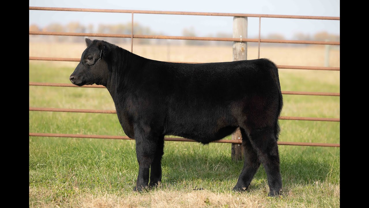 Line Show Cattle - Tag 164 - YouTube