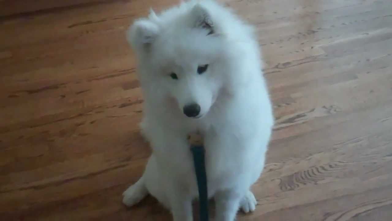 Samoyed Dog Tricks (Sit, Shake, and Lay Down) - YouTube