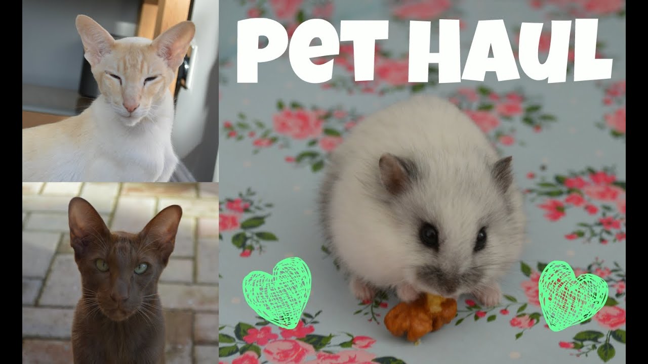 Collective Pet Haul 2015 - YouTube