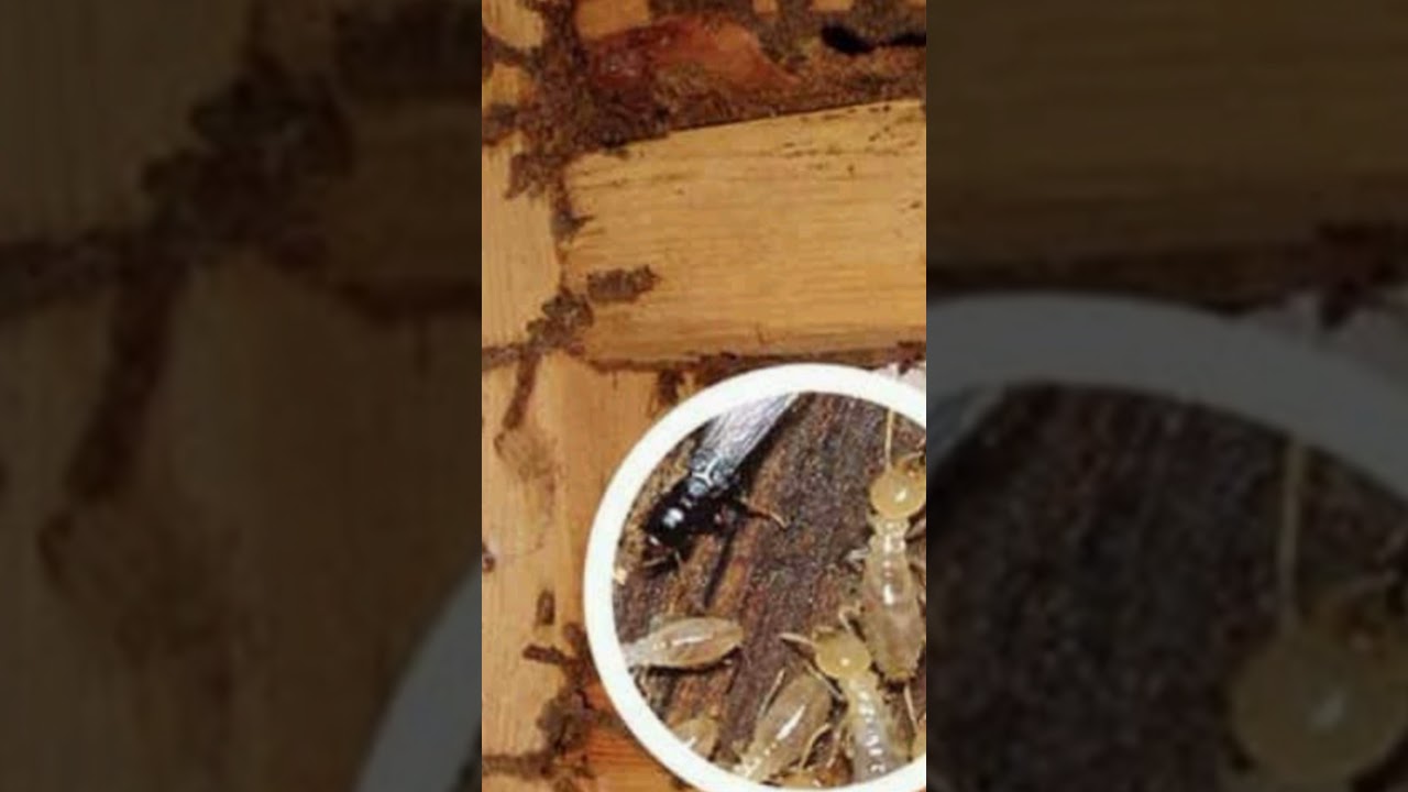 dimak insect video - YouTube