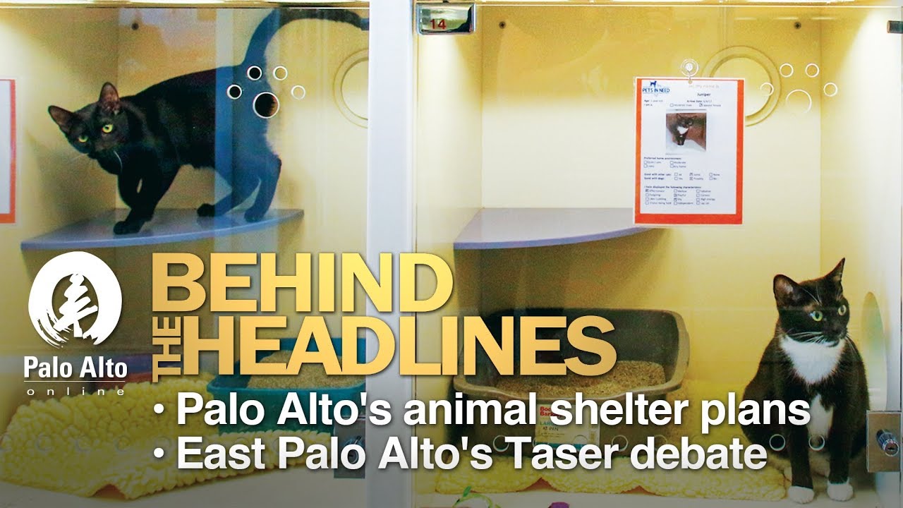 Behind The Headlines - Palo Alto's animal shelter plans; East Palo Alto ...