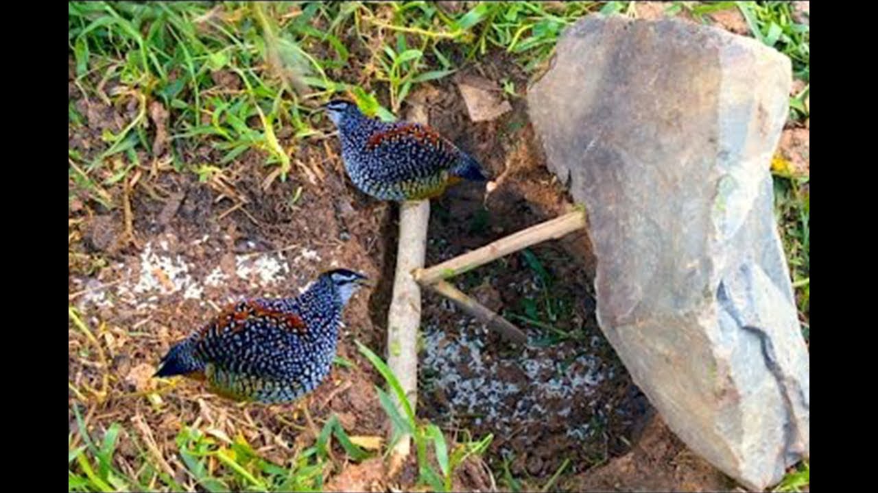 Bird Traps Bird Traps Using Simple Tools By Fishing Man Great Homemade Bird Trap In Village Bird Traps Bird Traps Using Simple Tools By Fishing Man Great Homemade Bird Trap In Village