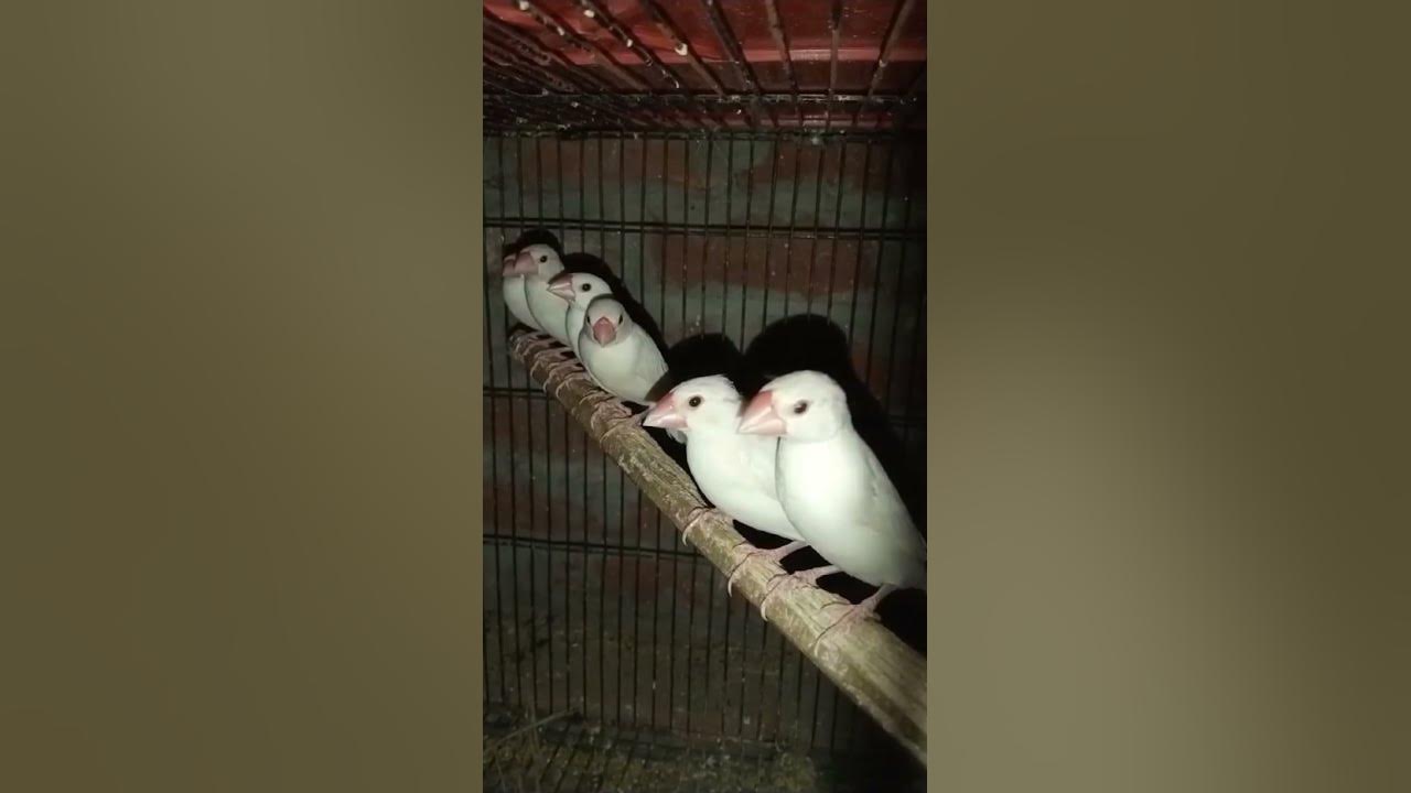 White Java Sparrows Chick #birds #finch - YouTube
