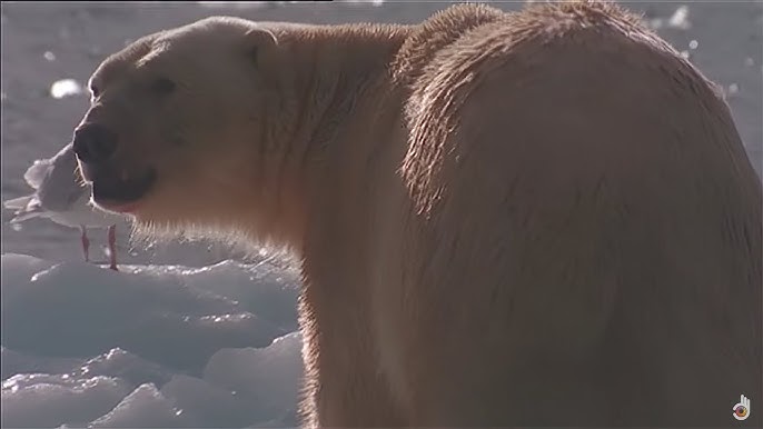 Lost Tv Show Polar Bear