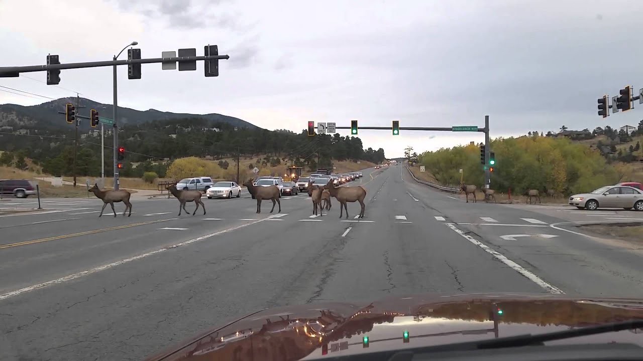 Evergreen Elk crossing - YouTube