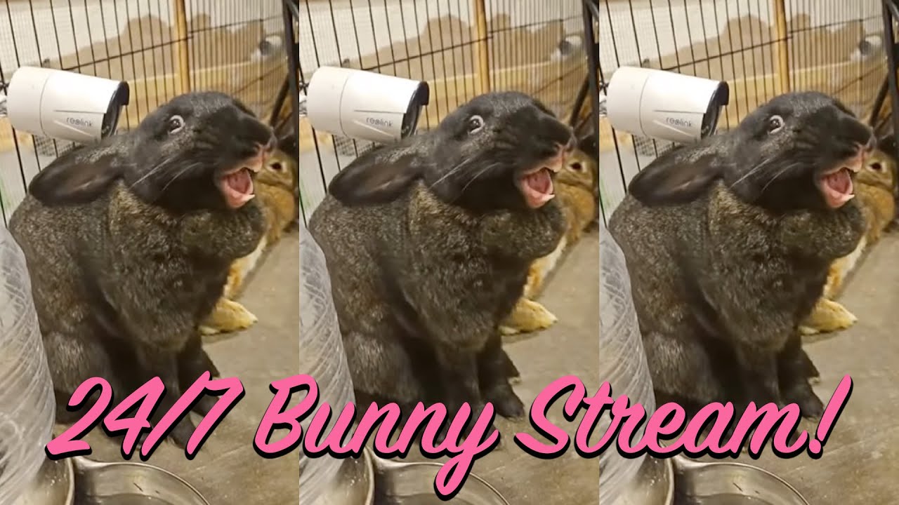 Giant Bunny Rabbit Stream 24/7 - YouTube