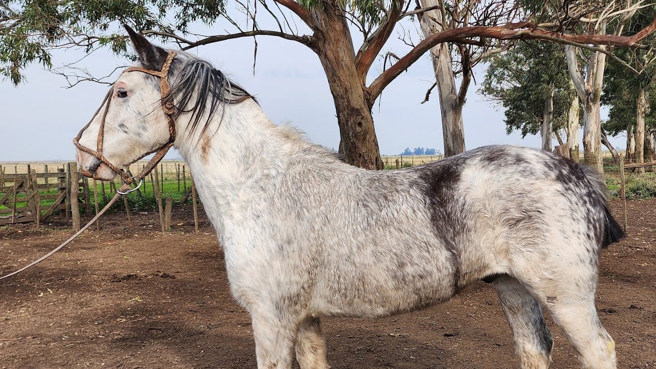 potro overo negro, de 3 años y medio, tremendo fisico $840.000 - YouTube