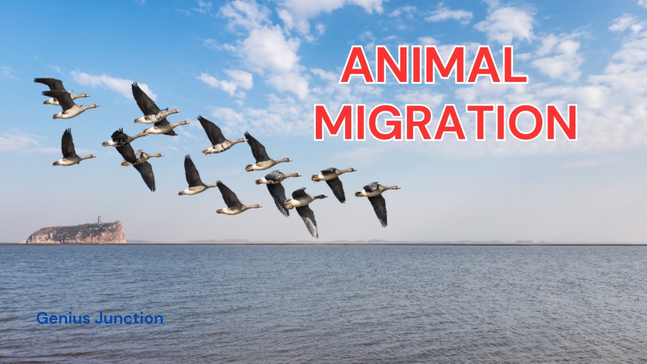 Why Do Animals Migrate? Discover Nature’s Incredible Journeys! - YouTube