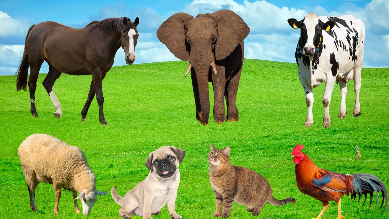 Sounds Of Land Animals - Horse, Elephant, Cat, Dog, Cow, Sheep, Chicken ...