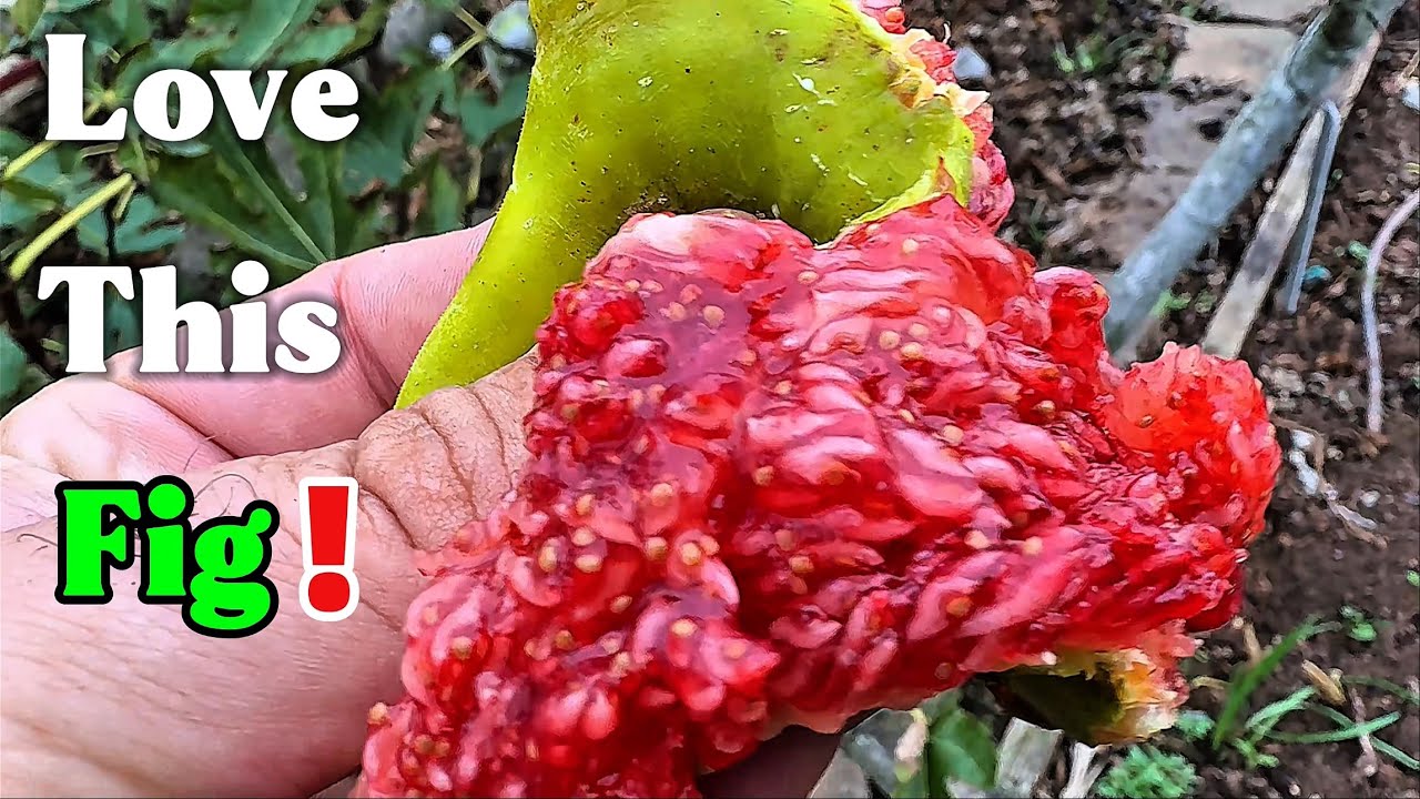 End of Fig Season How My Fig Trees Are Coping with Changing Weather | Fig Tree Care & Tips - YouTube