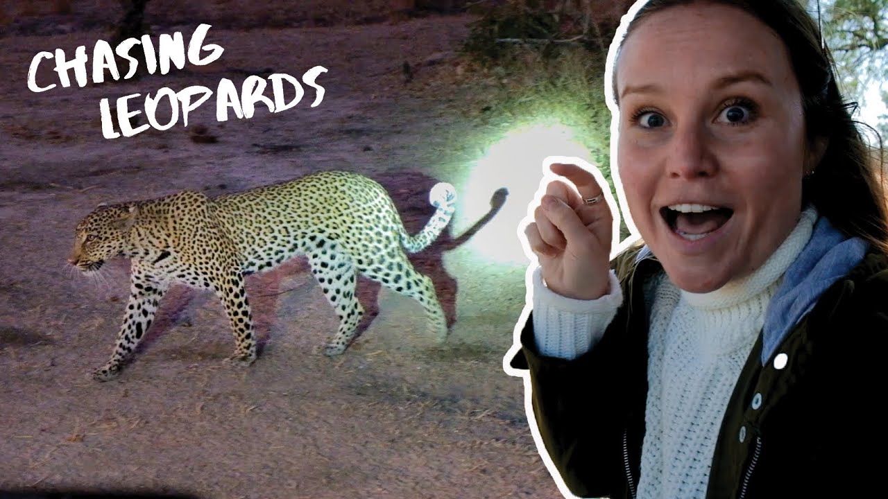 Chasing Leopards in South Luangwa, Zambia // Shawa Luangwa Camp - YouTube