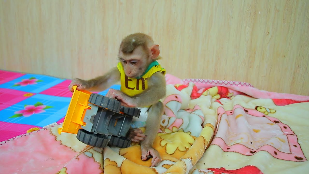 So Adorable Baby Monkey Playing Car | ABBY what are you doing? - YouTube