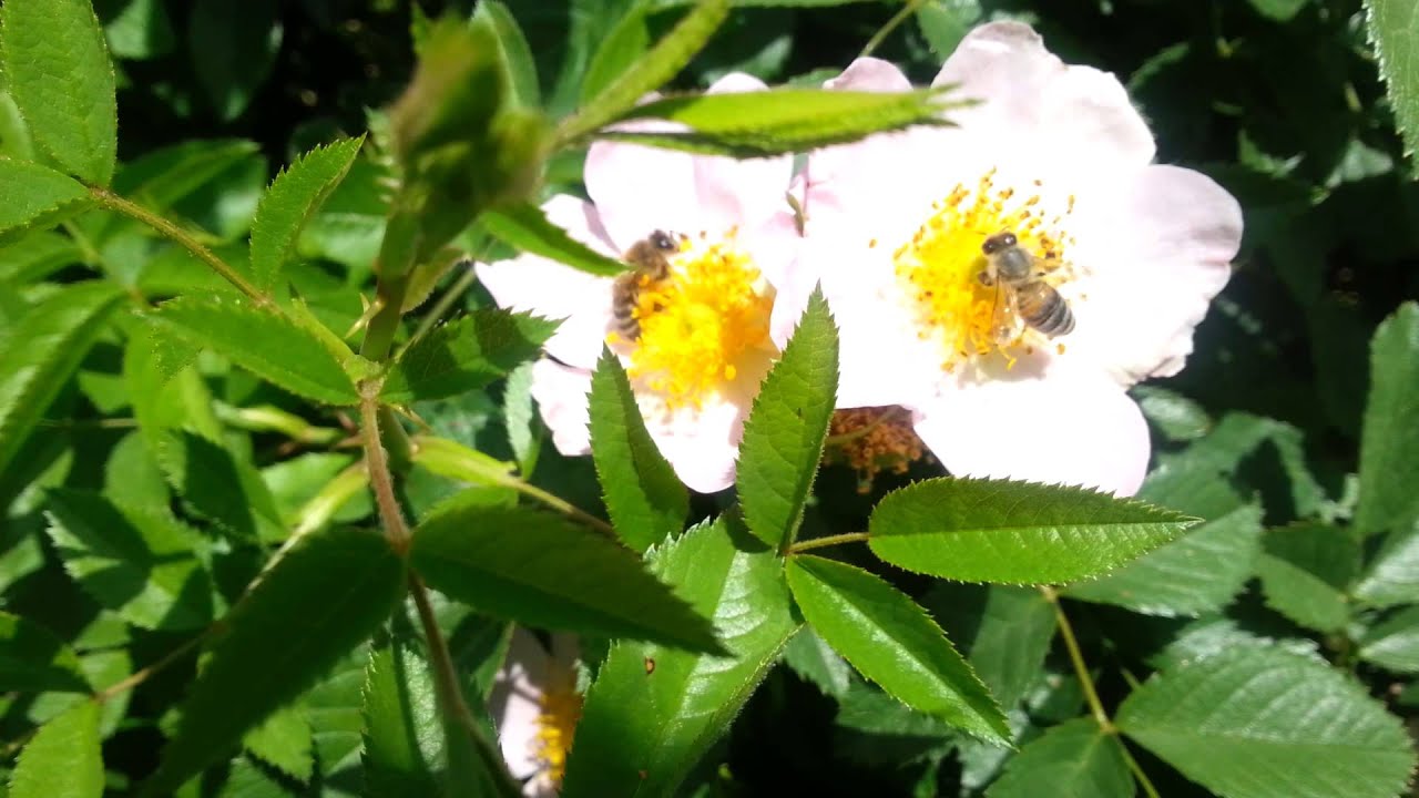 Bees are going crazy for my wild rose. - YouTube