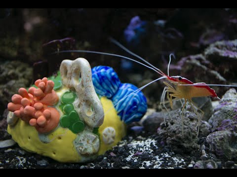 Coral Reef Expedition - YouTube