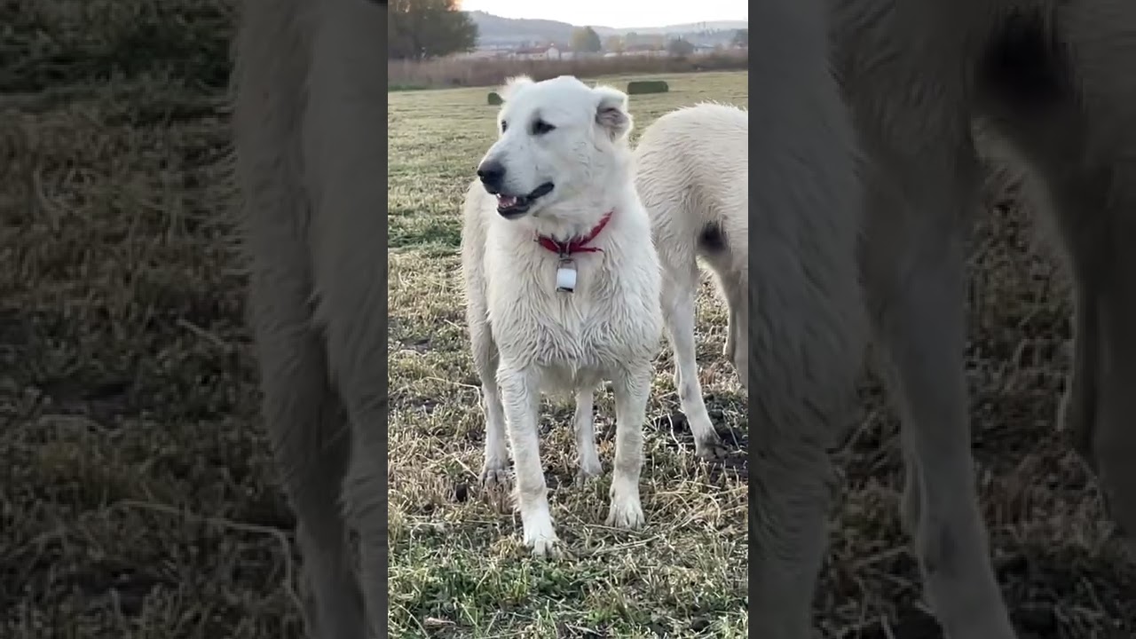 Akbaş Çoban Köpeği Akbaş Sürüsü En iyi köpekler en güçlü köpek Akbash ...