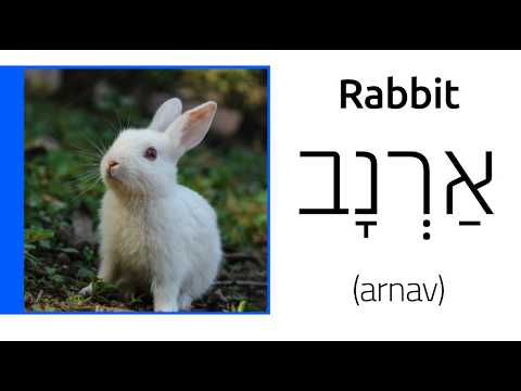 Hebrew Words about Pets - YouTube
