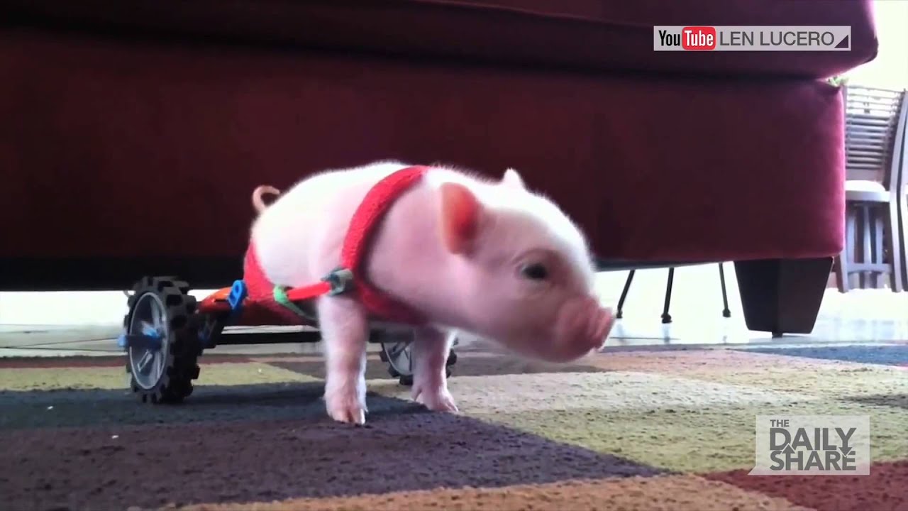 This piglet in a wheelchair is unbelievably adorable - YouTube