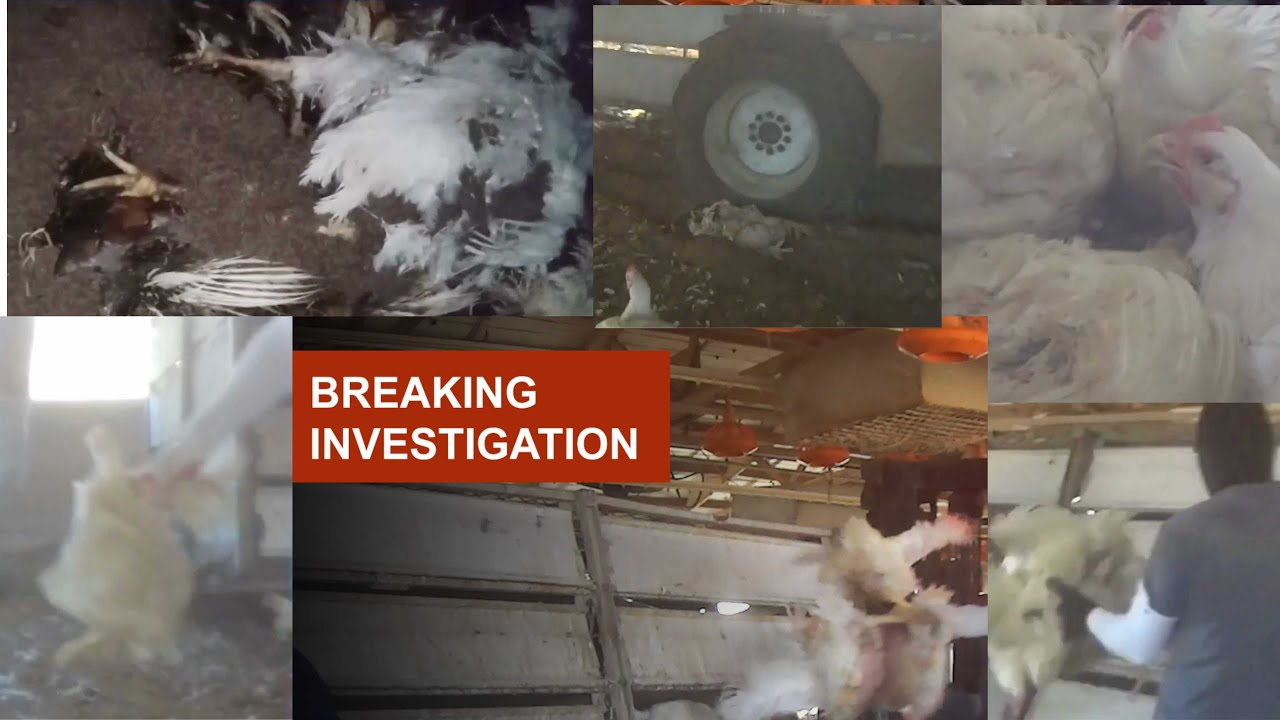 Shocking Chicken Abuse in Factory Farm - YouTube