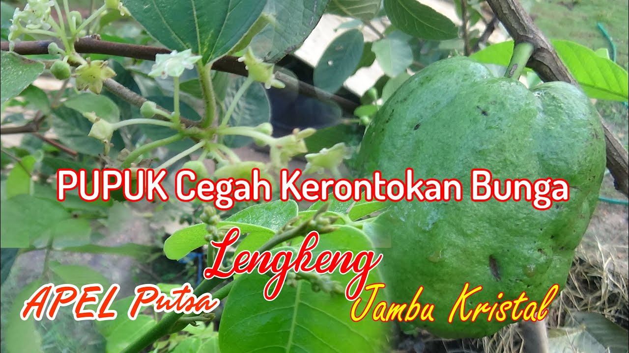 Ini Bahan PUPUK BUNGA CEGAH RONTOK Lengkeng , Jambu Kristal , Apel ...