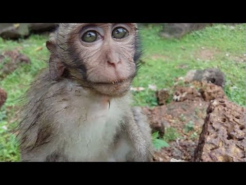 Very Sad Babies Monkeys,Baby crying loudly,MT ST79 - YouTube