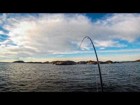 Kystmeite i Øygarden | Kveite, Torsk, Hyse | Fishing in Norway 2018 ...