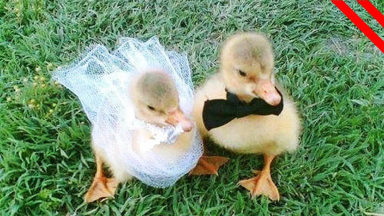 Animales Lindos Que Conocen El Verdadero Significado Del Amor - YouTube