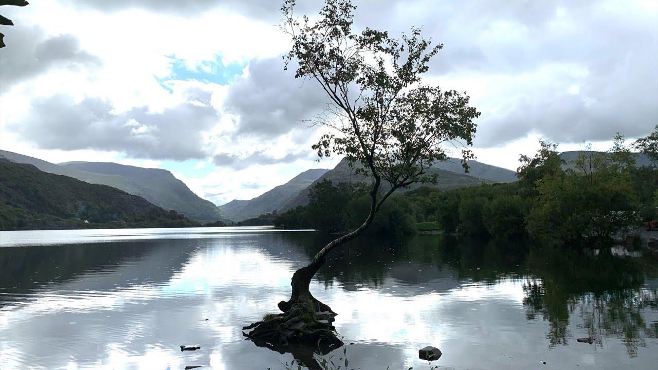 How to find the Lonely Tree of Snowdonia in Llanberis - A Visitors ...