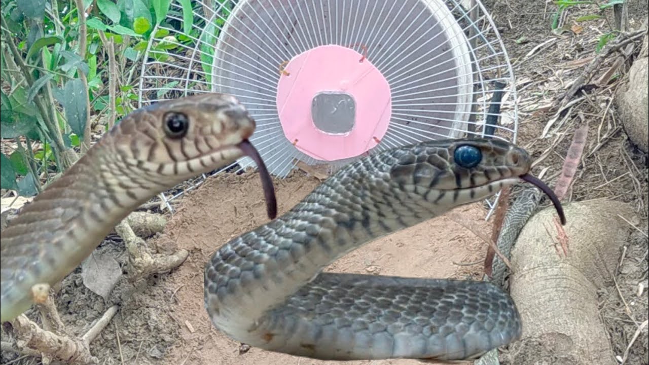 Underground snake traps are easy to use, using an electric fan and a ...