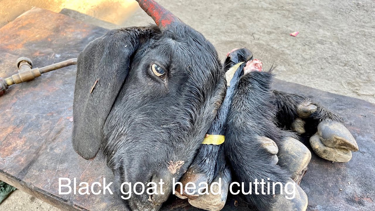 Big horn Black goat head cutting skills | Amazing goat head cutting ...