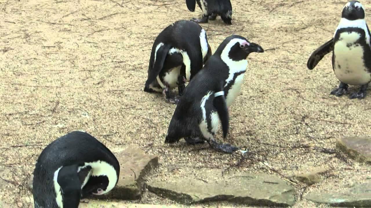Üheskoos kõik see mees, Lotte pingviinide laul - YouTube