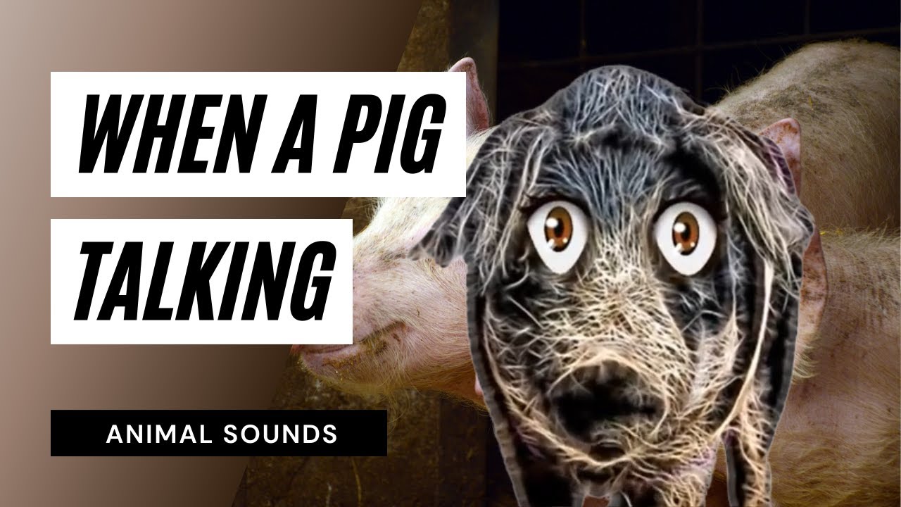 When A Pig Talking - when a pig talking / sound effect / animation ...