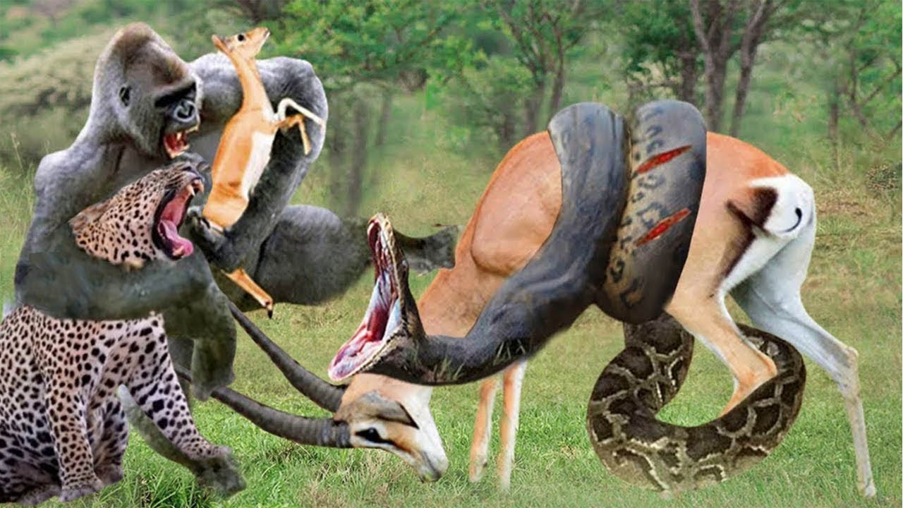 Brave Mother Impala Attacks Python And Leopard To Protect Her Child & The Unexpected Ending ...
